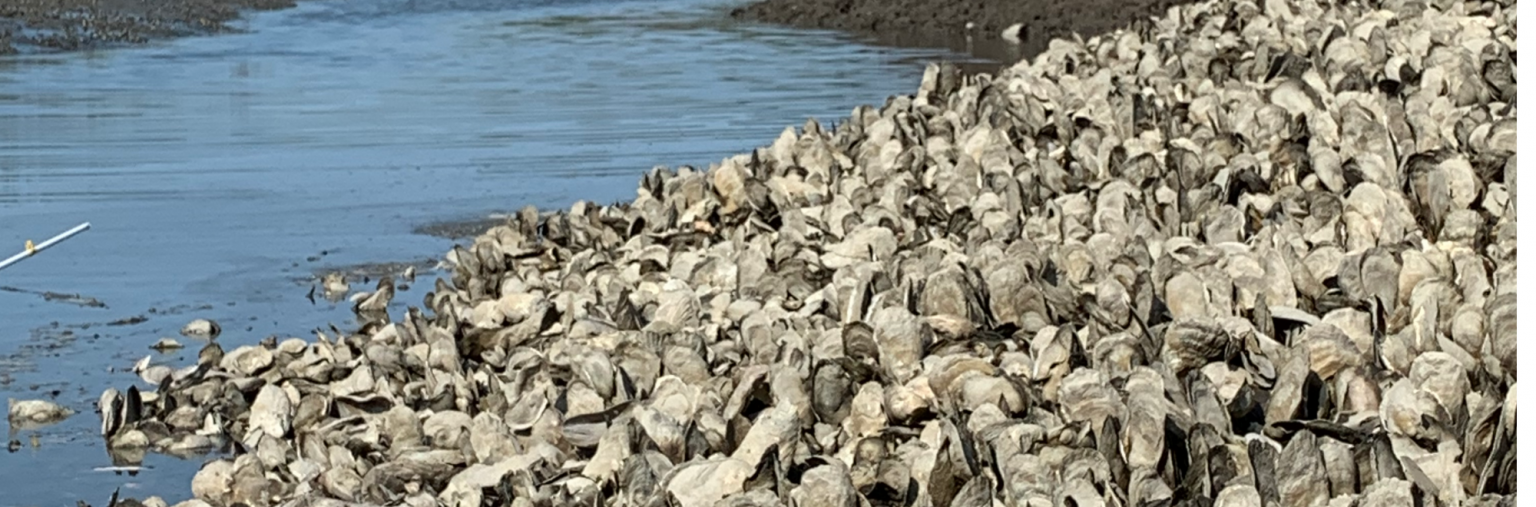 Shellfish Restoration | Connecticut's Marine Shellfish
